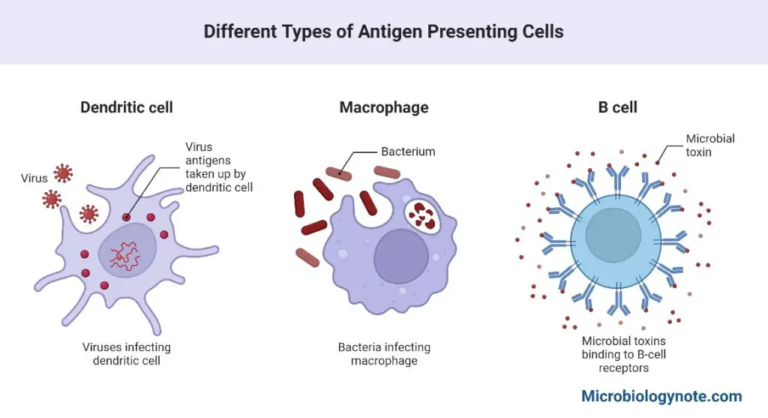Antigen - Definition, Types, Structure, Detection, Properties - Biology ...