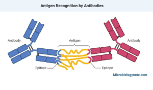 Antigen - Definition, Types, Structure, Detection, Properties - Biology ...