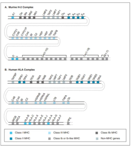 MHC Genes - H-2 Complex and HLA Complex - Biology Notes Online