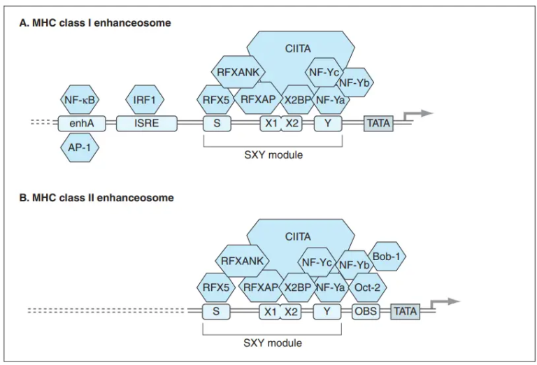 Expression of MHC Molecules - Biology Notes Online
