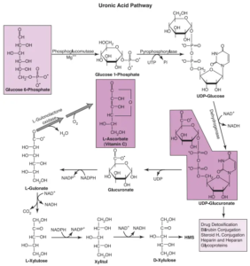 Uronic Acid Pathway - Definition, Enzymes, Steps, Importance - Biology ...