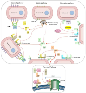 Lectin Pathway of the Complement System - Biology Notes Online