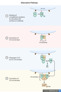 Alternative Pathway of Complement System - Biology Notes Online