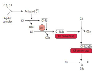 Classical Pathway of Complement Activation - Biology Notes Online
