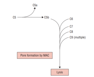 Classical Pathway of Complement Activation - Biology Notes Online