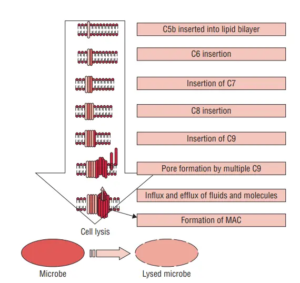 Classical Pathway of Complement Activation - Biology Notes Online