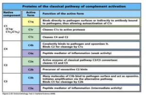 Complement System - Definition, Activation, Effects, Regulation ...