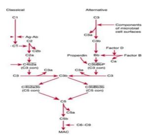 Complement System - Definition, Activation, Effects, Regulation ...