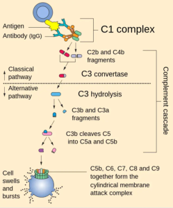 Complement System - Definition, Activation, Effects, Regulation ...