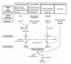 Complement System - Definition, Activation, Effects, Regulation ...