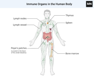 Organs of Immune System – Lymphoid Organs - Biology Notes Online