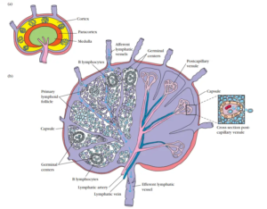 Organs of Immune System – Lymphoid Organs - Biology Notes Online