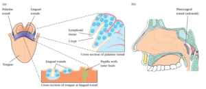 Organs of Immune System – Lymphoid Organs - Biology Notes Online
