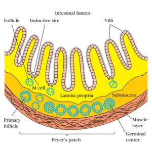 Organs of Immune System – Lymphoid Organs - Biology Notes Online