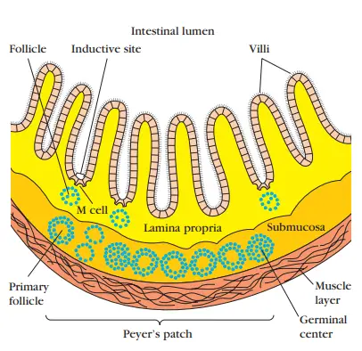 Peyers Patch Diagram