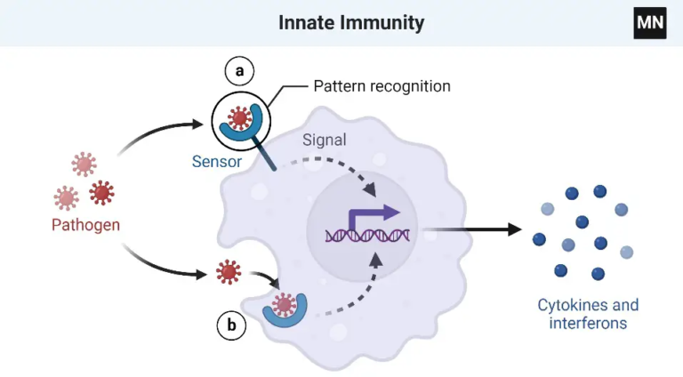 Immunity - Definition, Types, Mechanism, Components, and Immunization ...