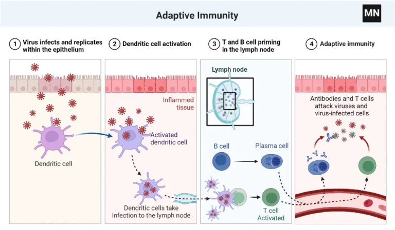 Immunity - Definition, Types, Mechanism, Components, and Immunization ...