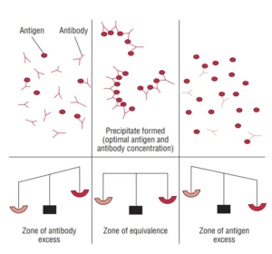Precipitation Reaction - Definition, Principle, Types - Biology Notes ...