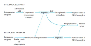 Antigen Processing and Presentation - Cytosolic Pathway and Endocytic ...