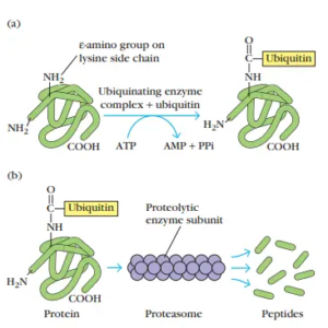 Antigen Processing and Presentation - Cytosolic Pathway and Endocytic ...