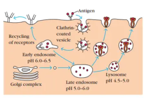 Antigen Processing and Presentation - Cytosolic Pathway and Endocytic ...