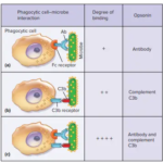 Innate Immunity - Definition, Types, Mechanism - Biology Notes Online