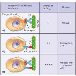 Innate Immunity - Definition, Types, Mechanism - Biology Notes Online