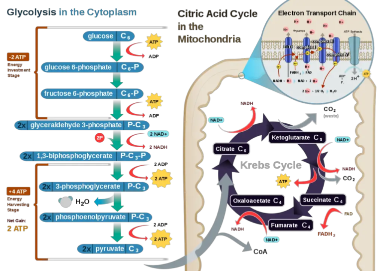 Cellular Respiration Equation, Types, Steps, and Importance - Biology ...