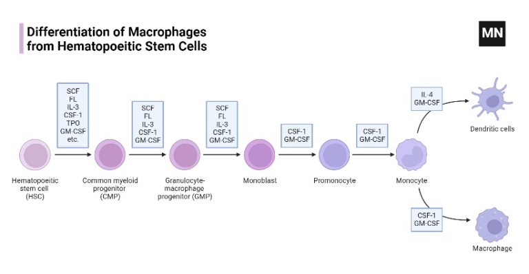 Macrophage - Definition, Structure, Mechanism, Functions - Biology ...