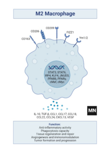 Macrophage - Definition, Structure, Mechanism, Functions - Biology ...
