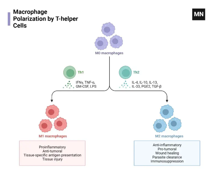 Macrophage - Definition, Structure, Mechanism, Functions - Biology ...
