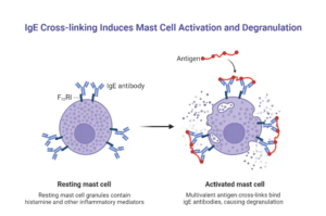 Mast cell - Definition, Structure, Functions - Biology Notes Online