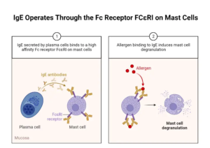 Mast cell - Definition, Structure, Functions - Biology Notes Online