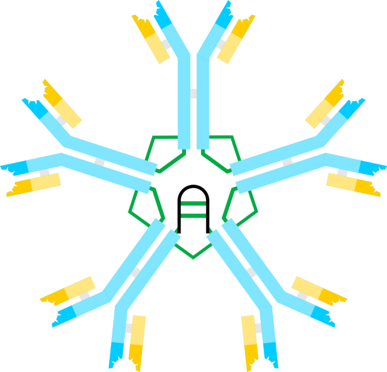 Immunoglobulin M (IgM Antibody) - Definition, Structure, Functions ...