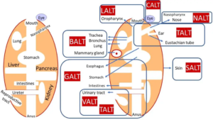 Mucosa Associated Lymphoid Tissues (MALT) - Definition, Features ...