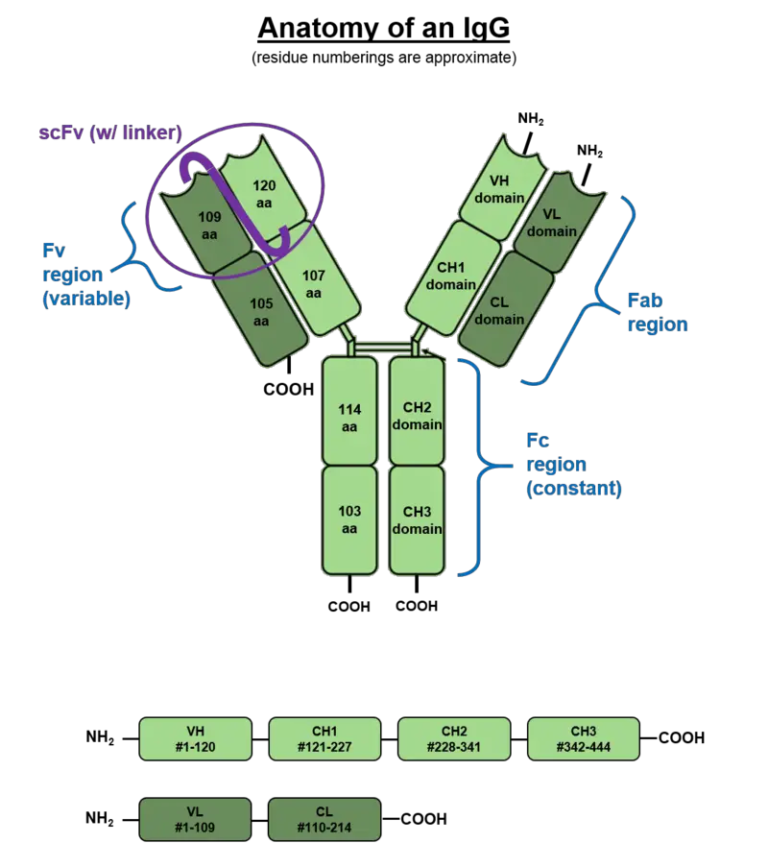 Immunoglobulin G (IgG Antibody)- Definition, Structure, Subclasses and ...