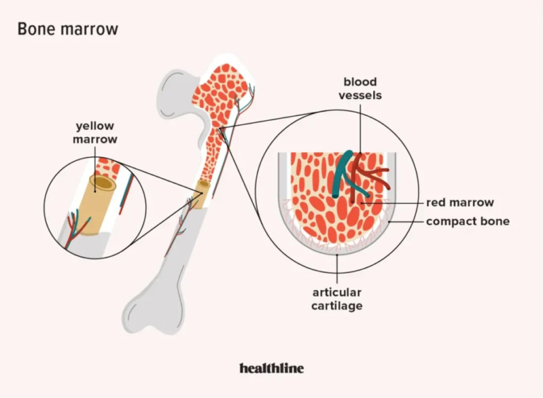 Bone Marrow - Definition, Types, Structure and Functions - Biology ...