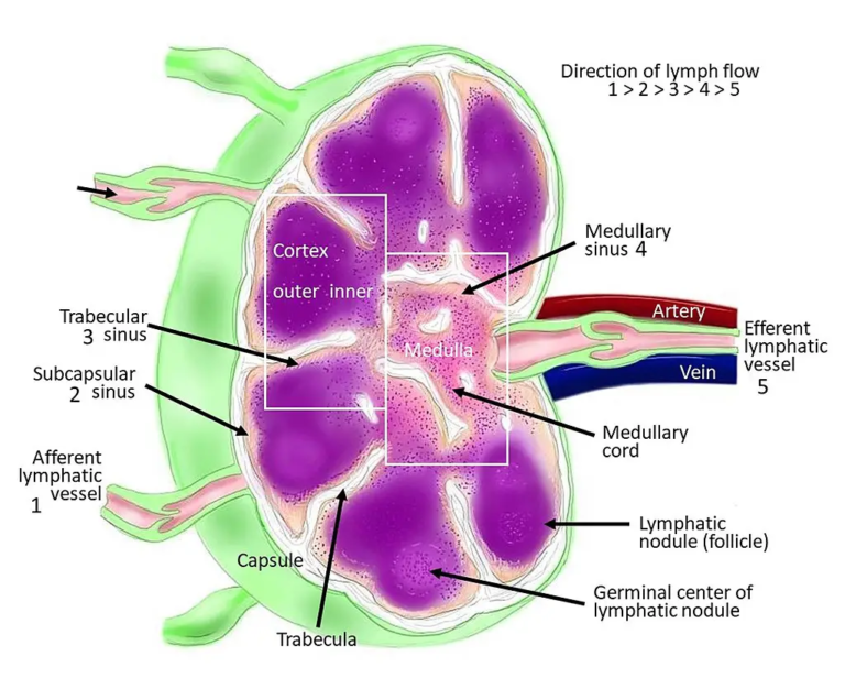 Lymph Nodes - Definition, Location, Structure and Functions - Biology ...