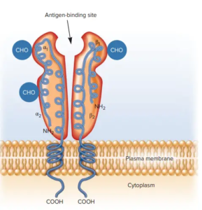 Major Histocompatibility Complex II (MHC II molecules) - Structure ...