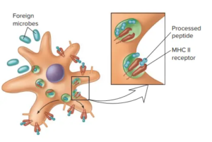 Major Histocompatibility Complex II (MHC II molecules) - Structure ...