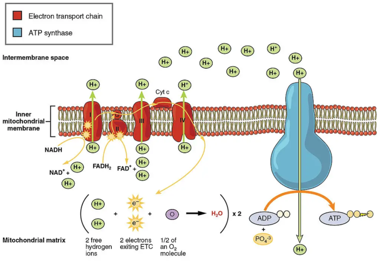 Cellular Respiration Equation, Types, Steps, and Importance - Biology ...