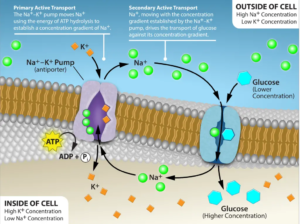 Active Transport - Definition, Types, Process, Functions, Examples ...