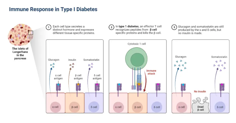 Autoimmunity - Definition, Types, Tolerance, Pathogenesis, Mechanisms ...