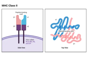 Antigen Processing, and Presentation - MHC Class I, Class II, - Biology ...