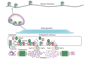 Antigen Processing, and Presentation - MHC Class I, Class II, - Biology ...