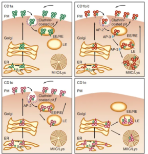 Antigen Processing, and Presentation - MHC Class I, Class II, - Biology ...