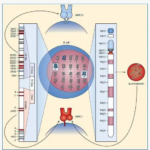 MHC Molecules (Major Histocompatibility Complex) - Definition ...