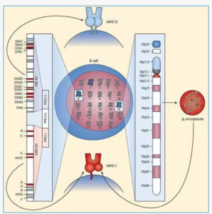 MHC Molecules (Major Histocompatibility Complex) - Definition ...