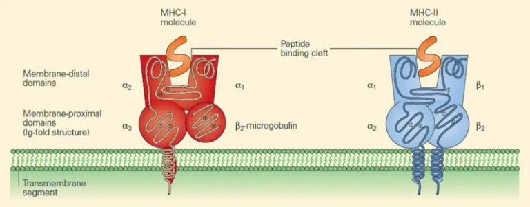 MHC Molecules (Major Histocompatibility Complex) - Definition ...