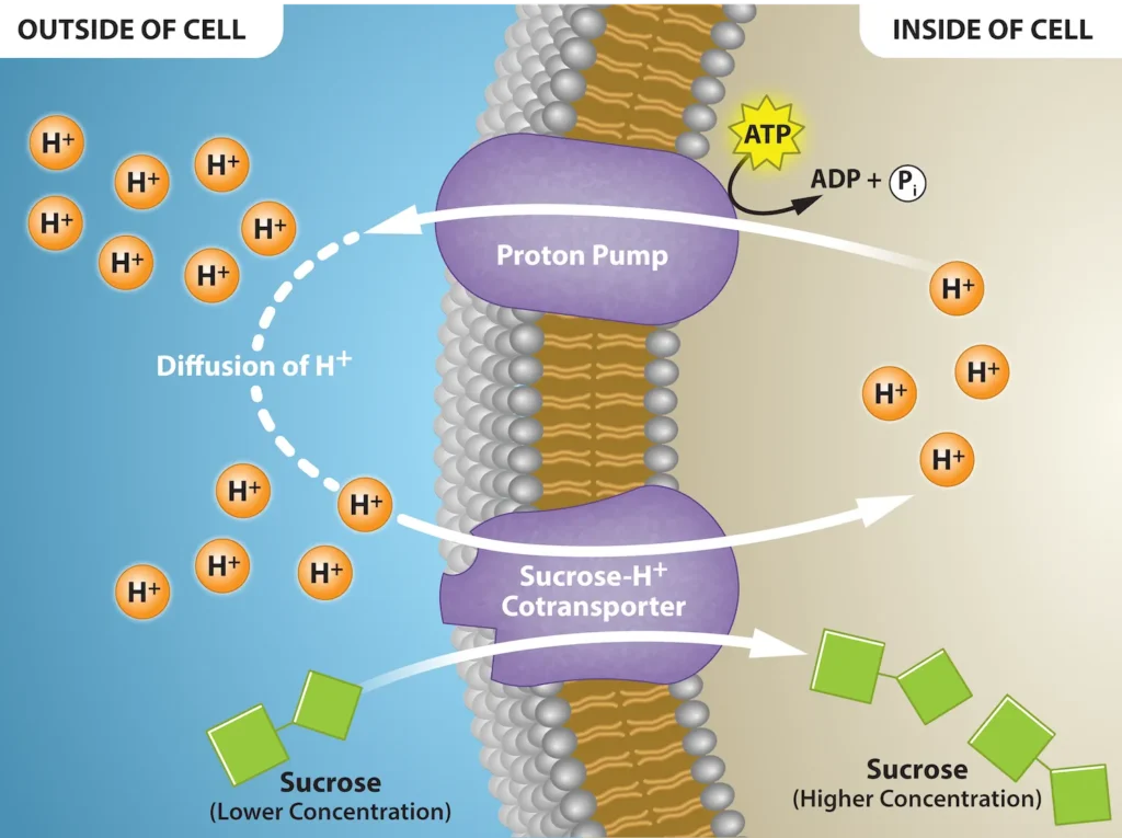 Energy And Cellular Transport Movement Of Molecules Across The Cell
